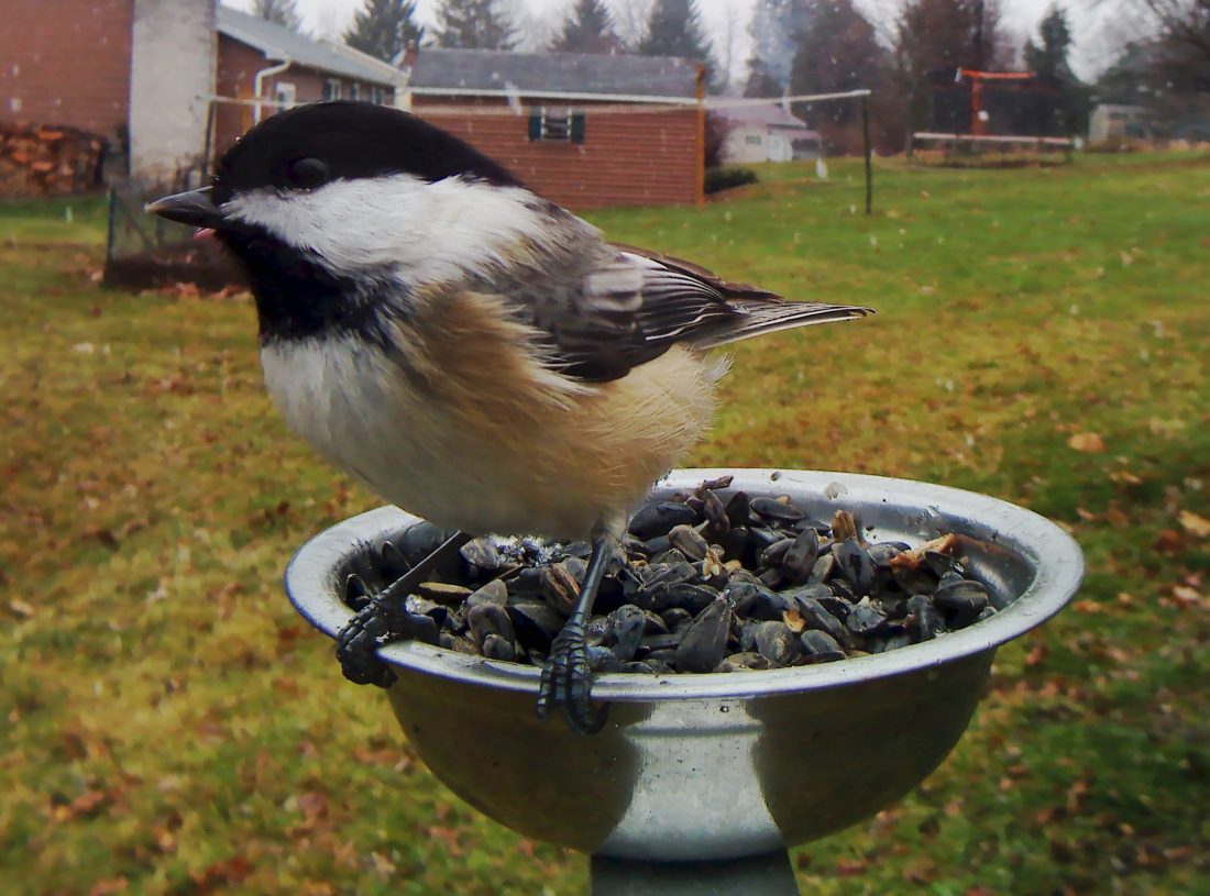 Chickadees cache food to survive harsh and brutal winters | News ...